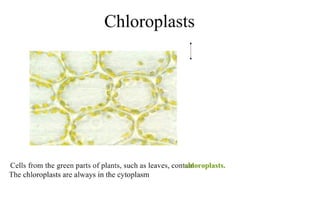 Cell structure, wk | PDF