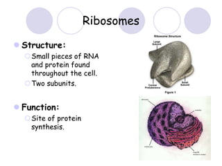 Biology: K-12 Cell Strucutre and Function.ppt