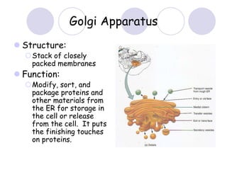 Biology: K-12 Cell Strucutre and Function.ppt