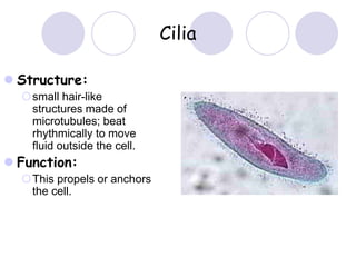 Biology: K-12 Cell Strucutre and Function.ppt
