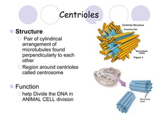 Biology: K-12 Cell Strucutre and Function.ppt