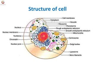 Cell stucture and organ systems | PPT