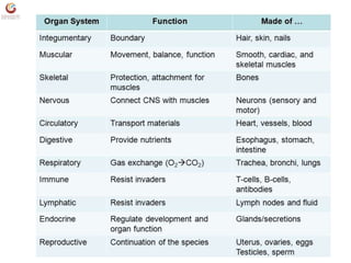Cell stucture and organ systems | PPTX