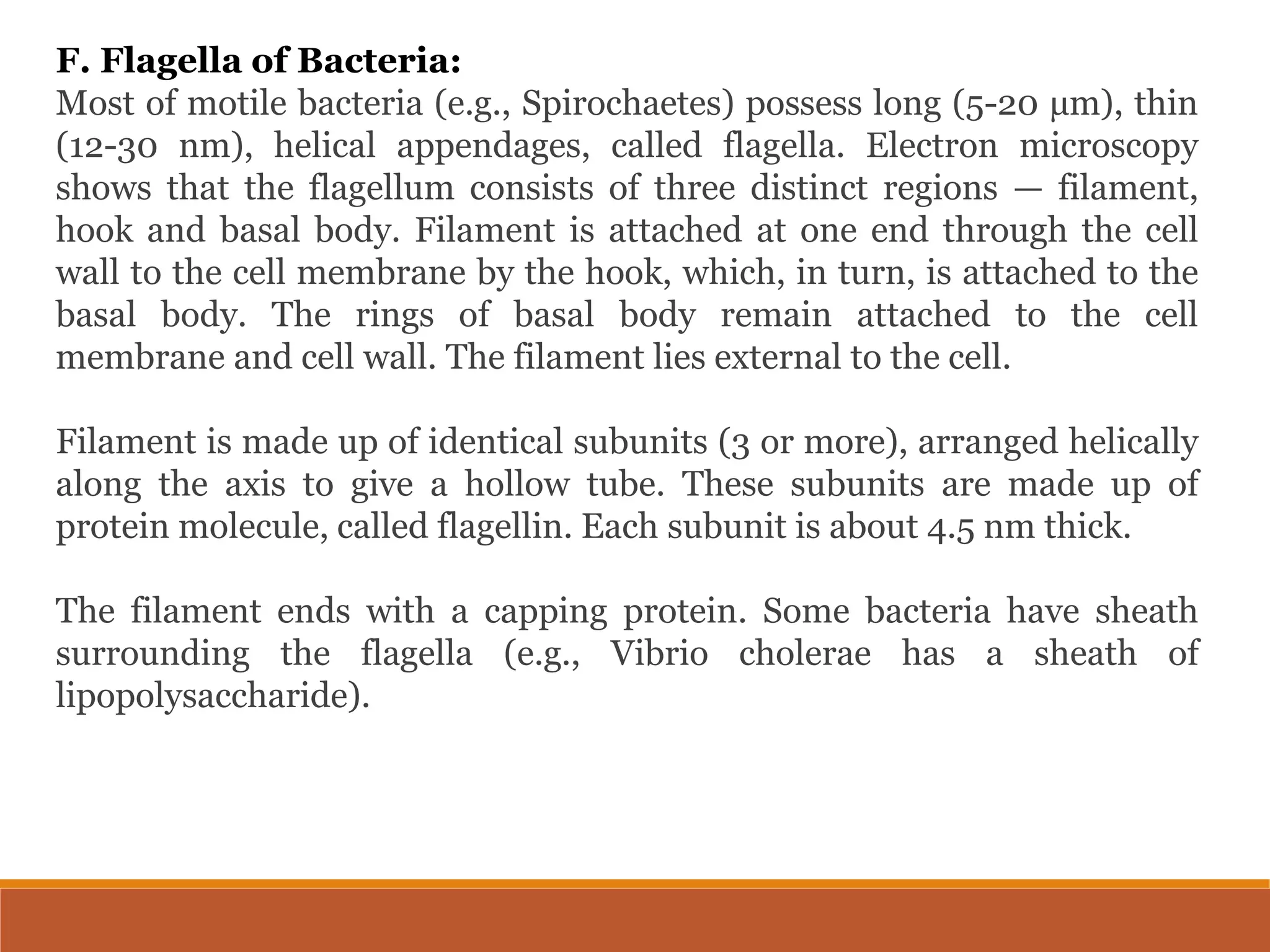 Cell stucture of bacteria | PPTX