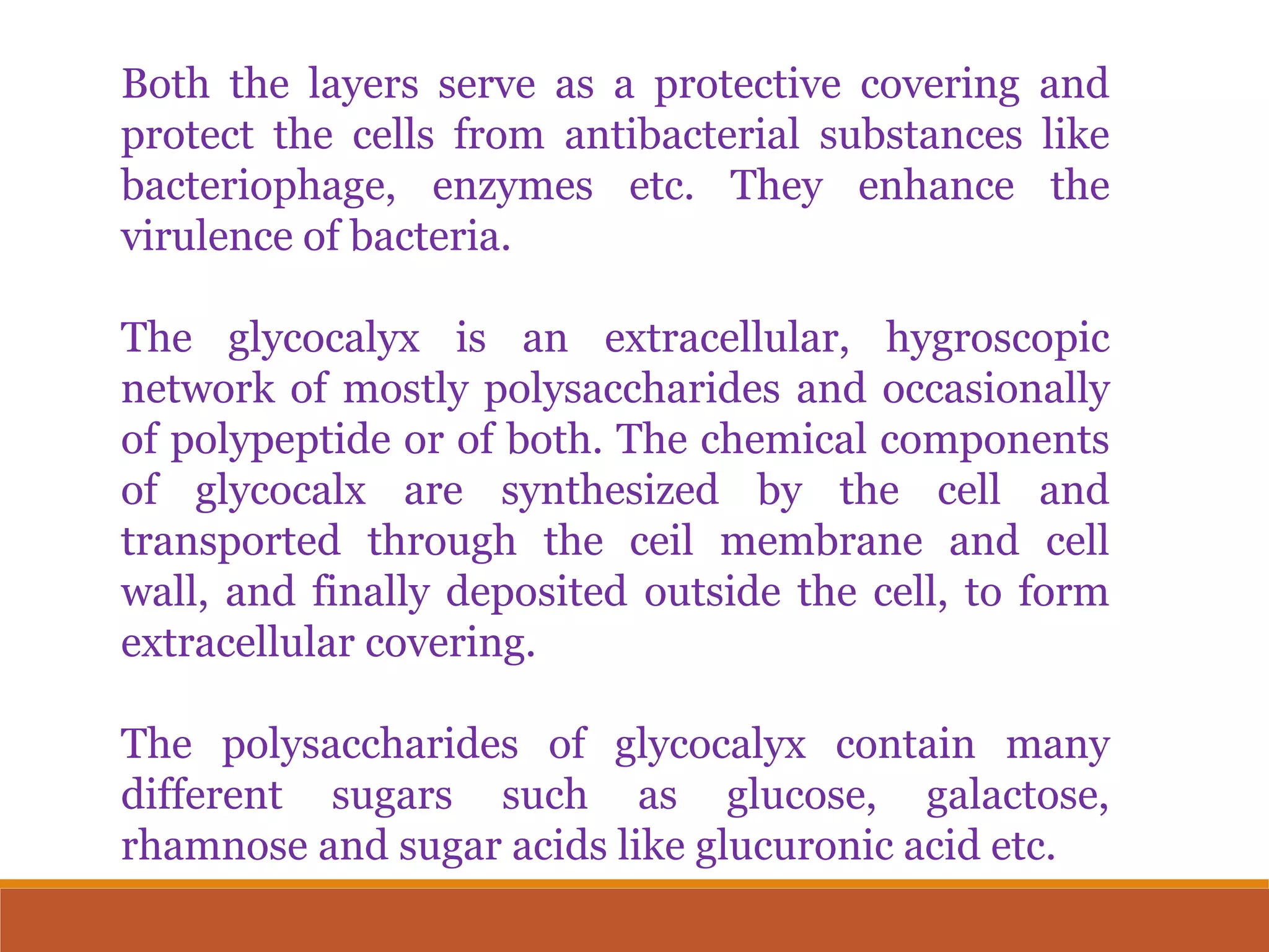 Cell stucture of bacteria | PPTX