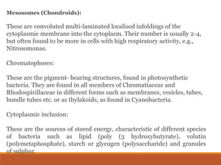 Cell stucture of bacteria | PPTX