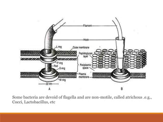 Cell stucture of bacteria | PPTX