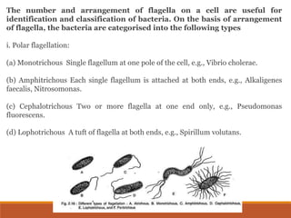Cell stucture of bacteria | PPTX