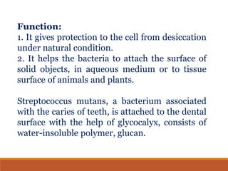 Cell stucture of bacteria | PPTX