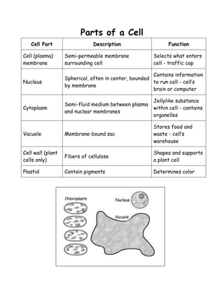 Cellstudy | PDF
