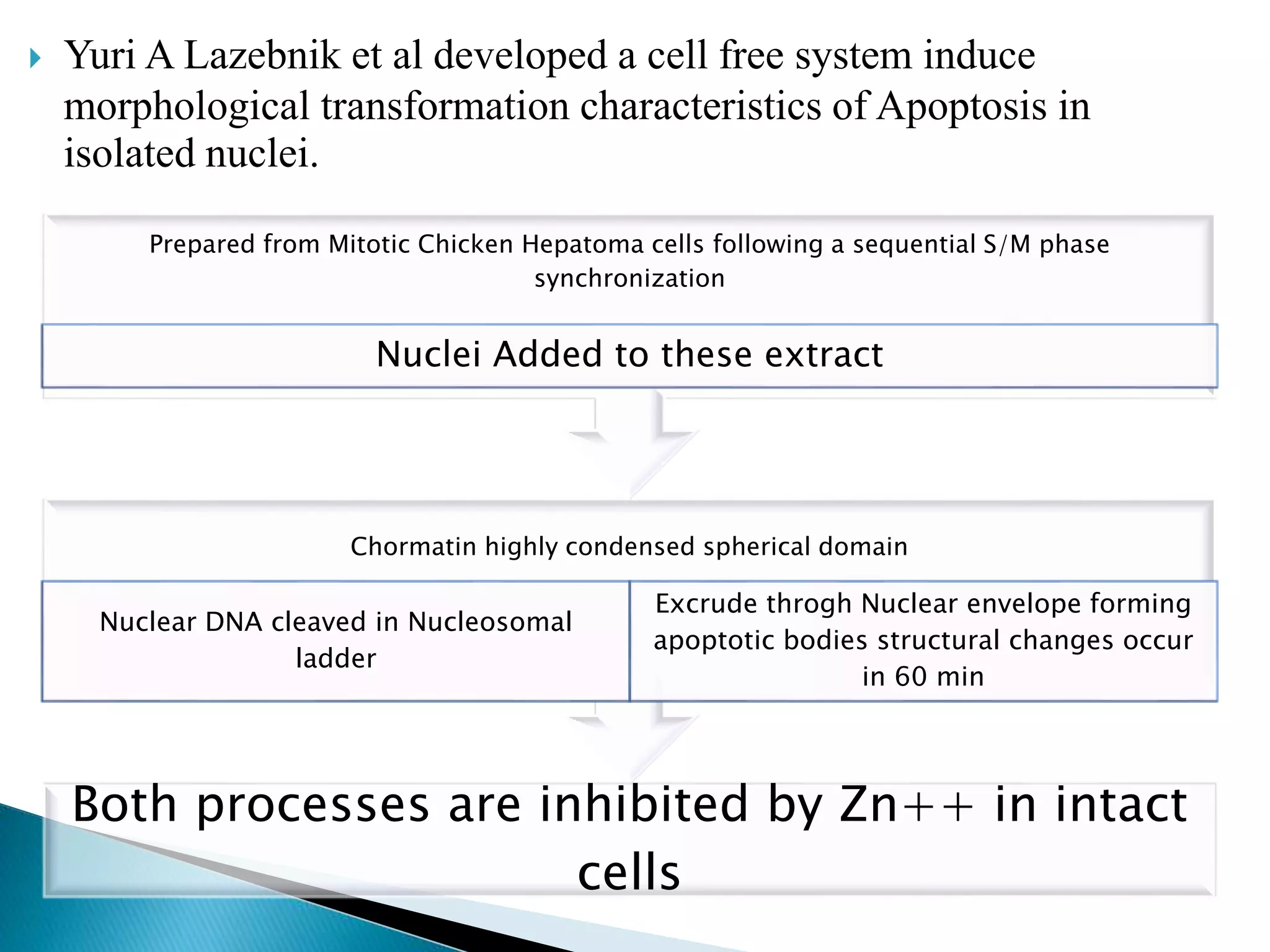 Cells undergoing morphological changes during apoptosis | PPTX