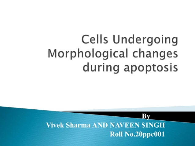 Cells undergoing morphological changes during apoptosis | PPTX ...