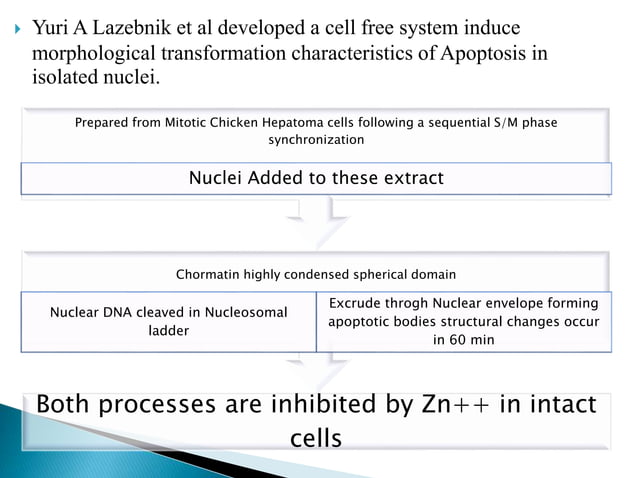 Cells undergoing morphological changes during apoptosis | PPTX ...