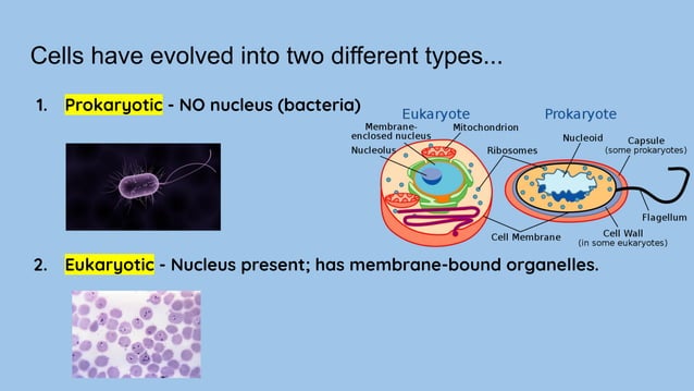 High School Biology - Cells Unit: Structure & Function | PPT