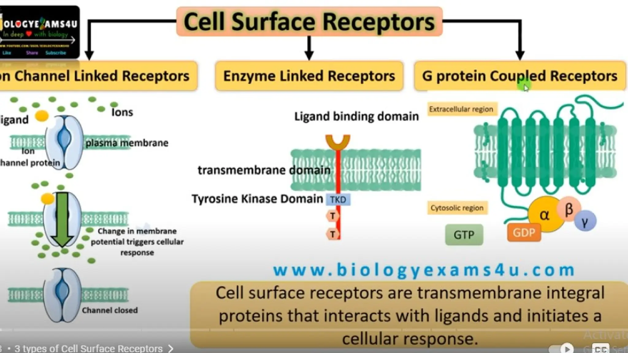 Cell Surface Receptor & internal Receptor.pptx