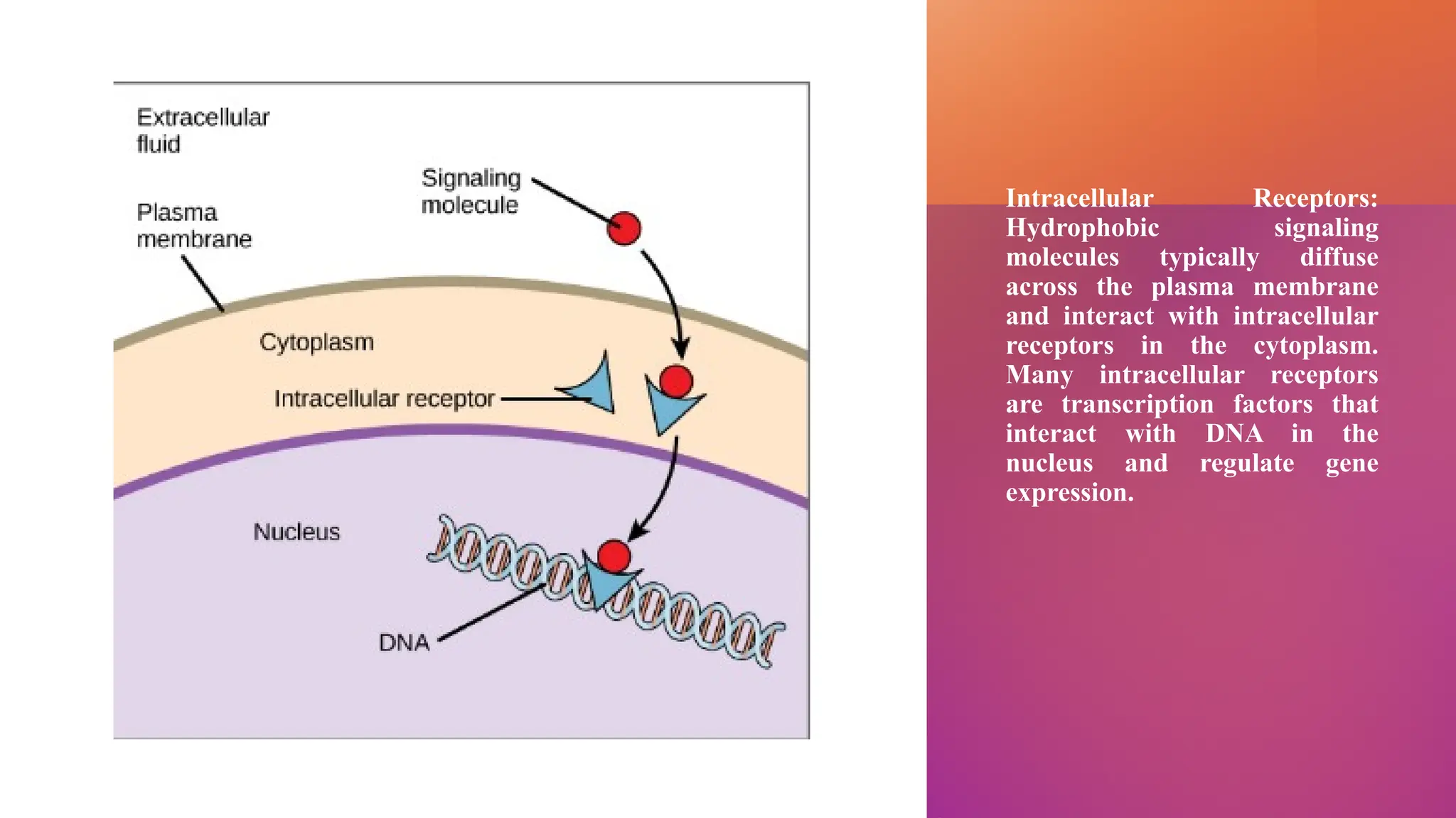 Cell Surface Receptor & internal Receptor.pptx