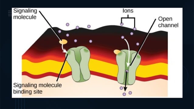 Cell Surface Receptor & internal Receptor.pptx