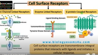 Cell Surface Receptor & internal Receptor.pptx
