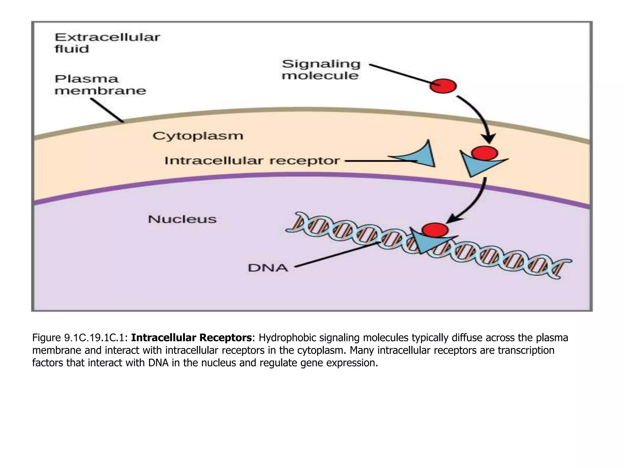 Types of receptors | PPTX