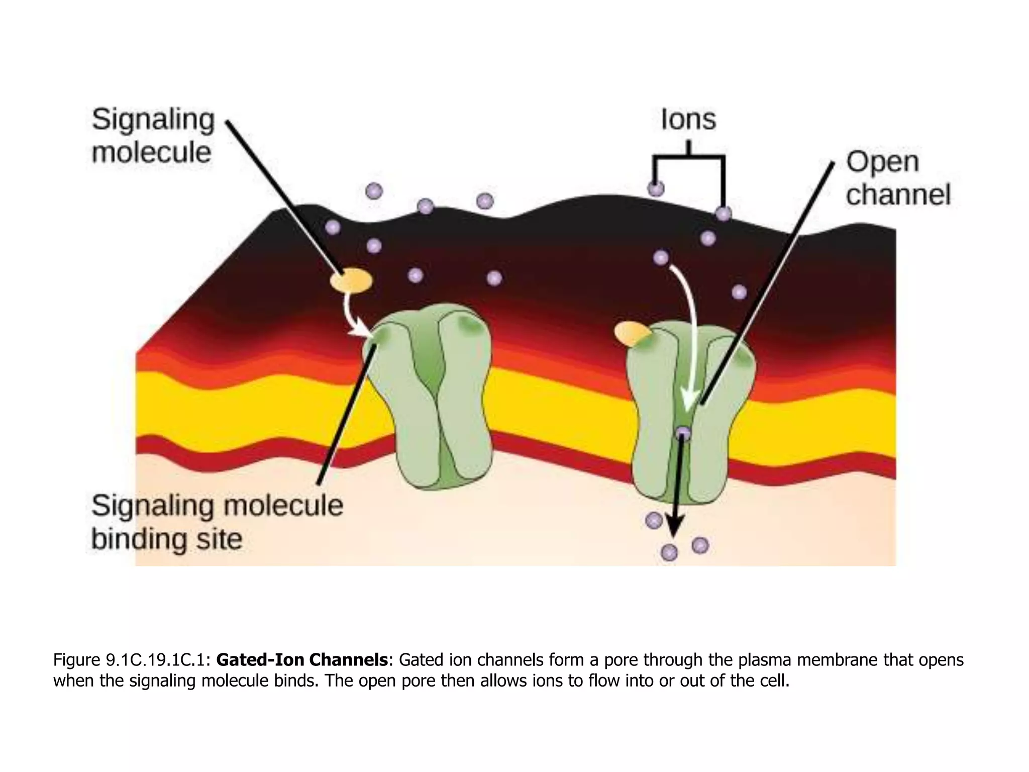 Types of receptors | PPTX