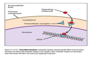 Types of receptors | PPTX