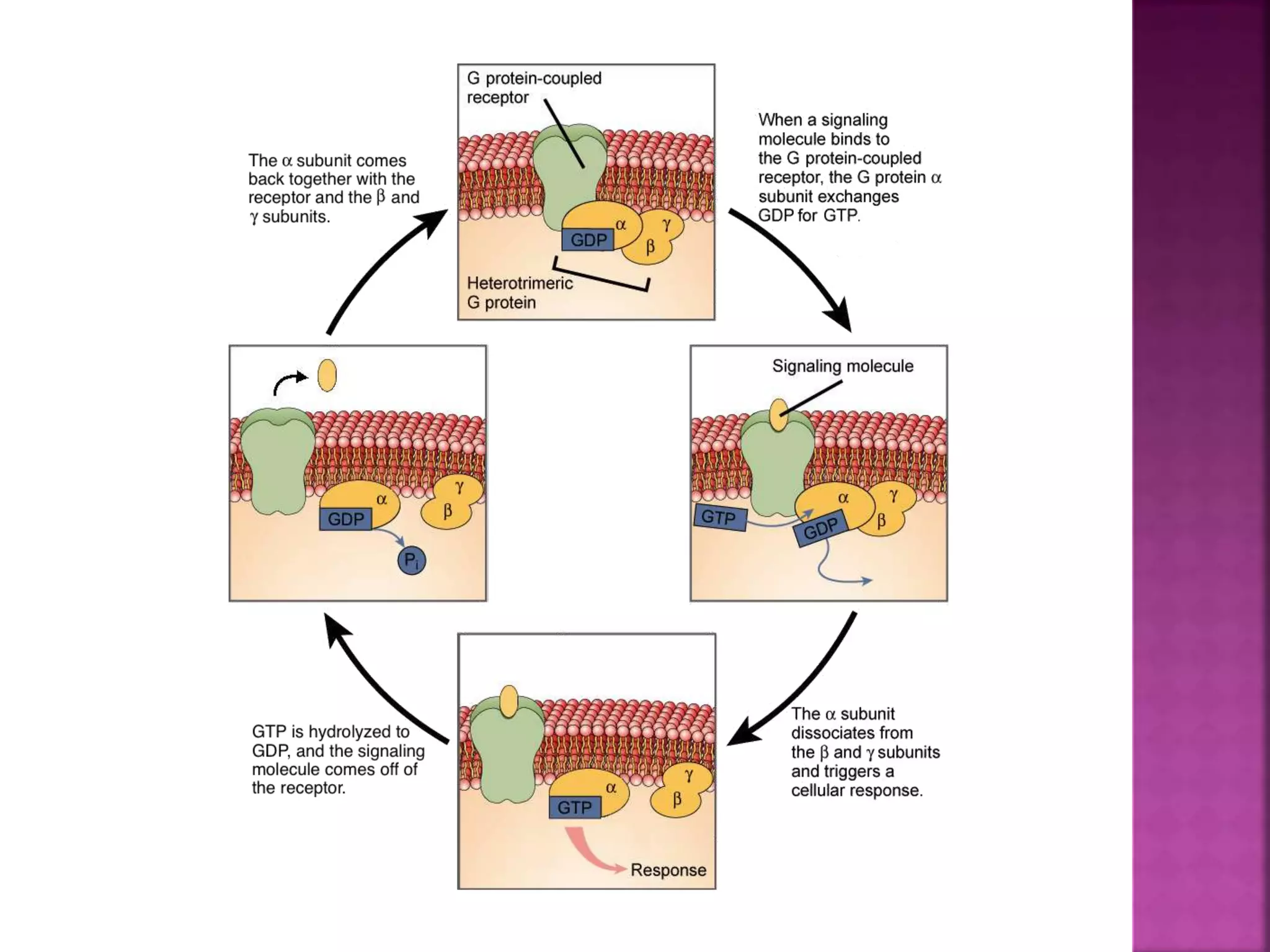 CELL SURFACE RECEPTORS.pptx | Chemistry | Science