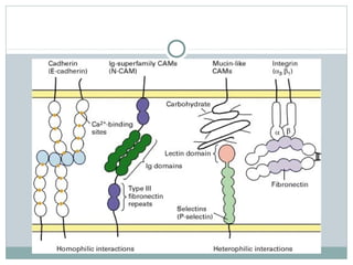 Cell surface receptors and signalling molecules | PPT