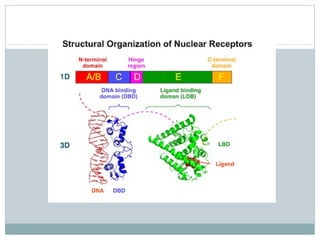 Cell surface receptors and signalling molecules | PPT