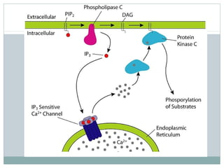 Cell Surface Receptor