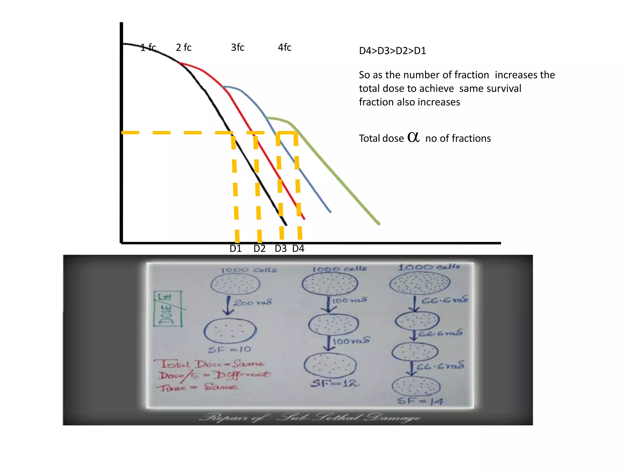 CELL SURVIVAL CURVE.pptx