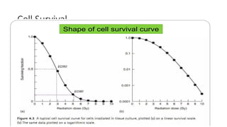 Cell survival curve.in radiation basicpptx | PPTX