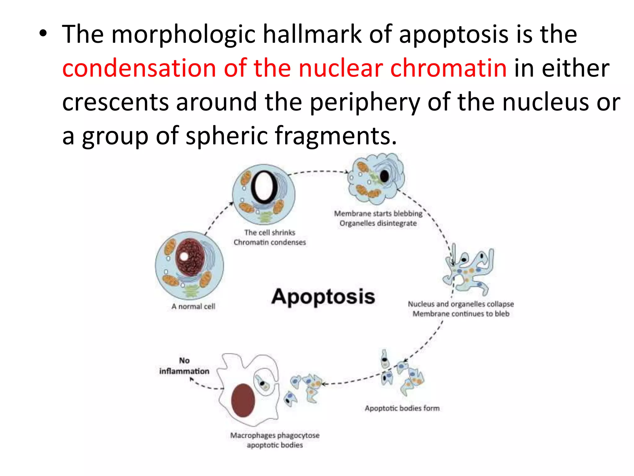 Cell survival curves- Radiobiology | PPTX