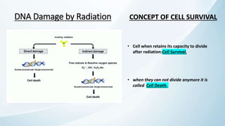 Cell Survival Curves by Dr.Abhilash.pptx