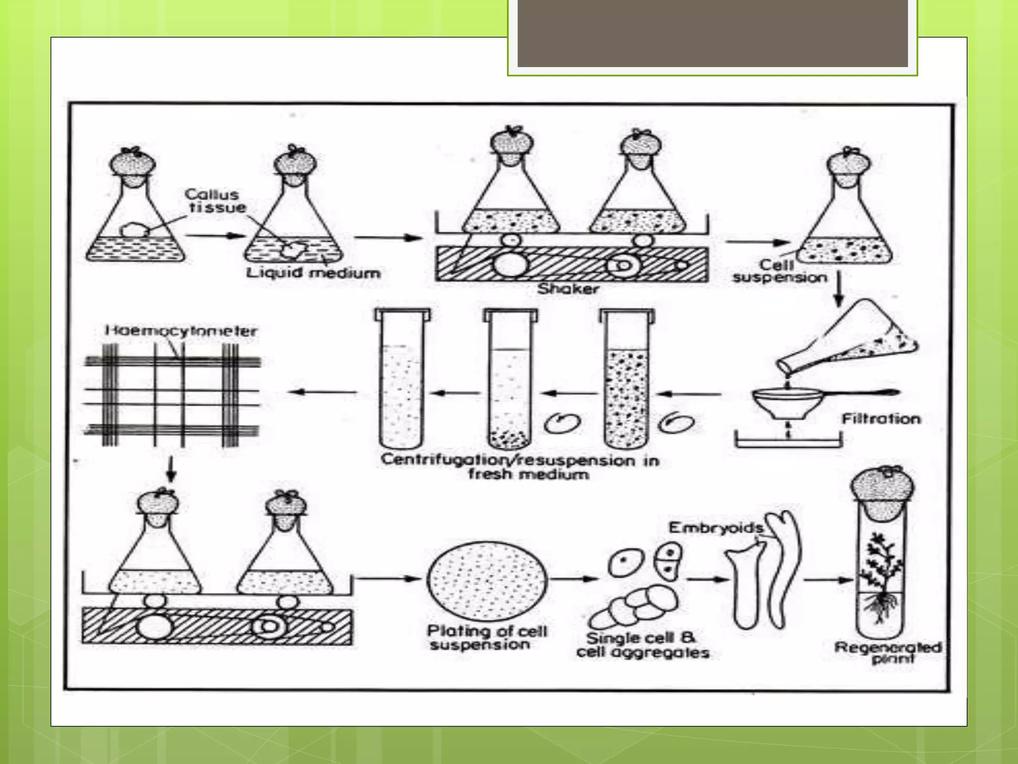 Cell suspension culture | PPTX