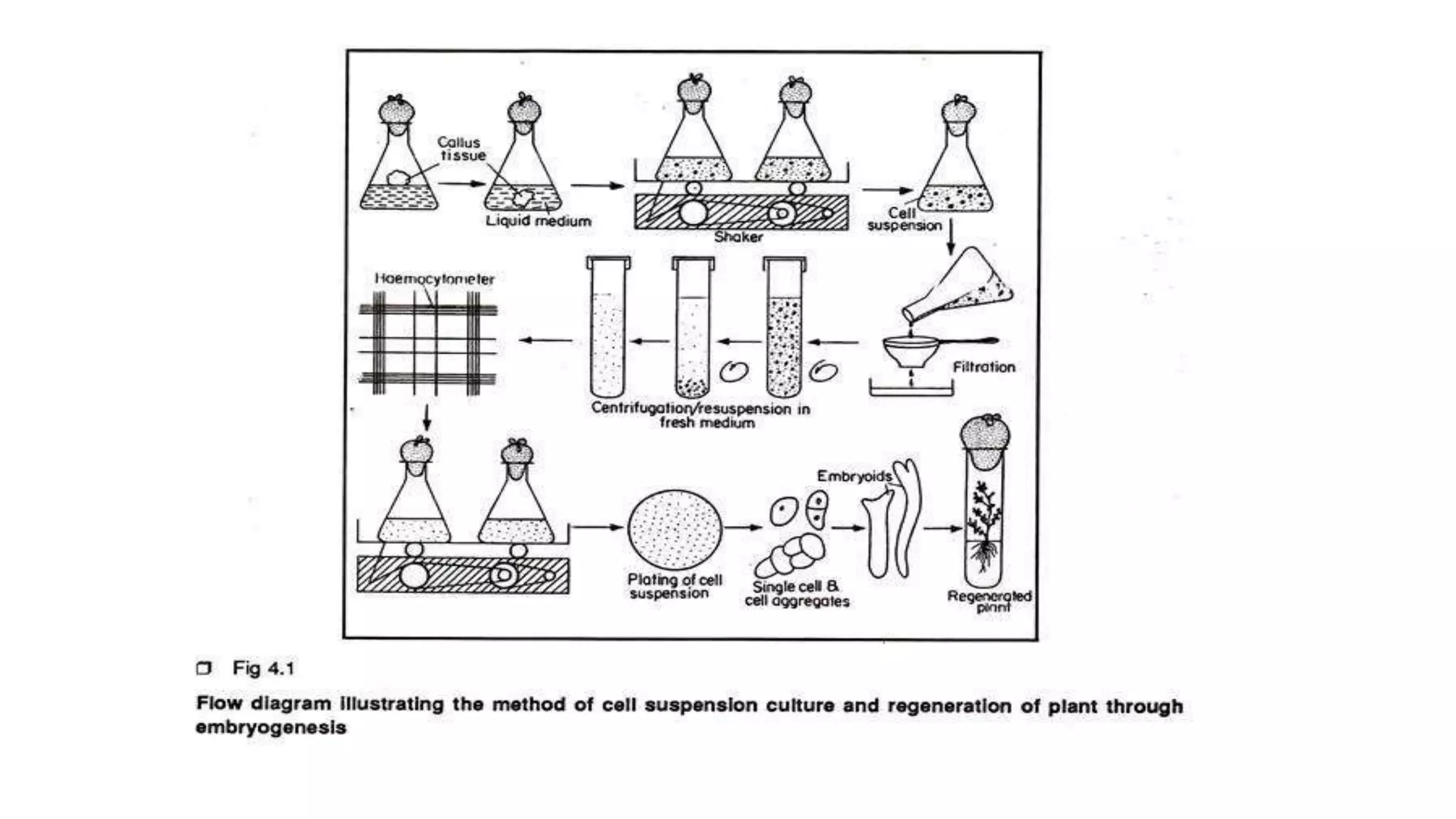 Cell suspension culture | PPTX