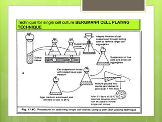 CELL SUSPENSION CULTURE AND SECONDARY METABOLITES.pptx