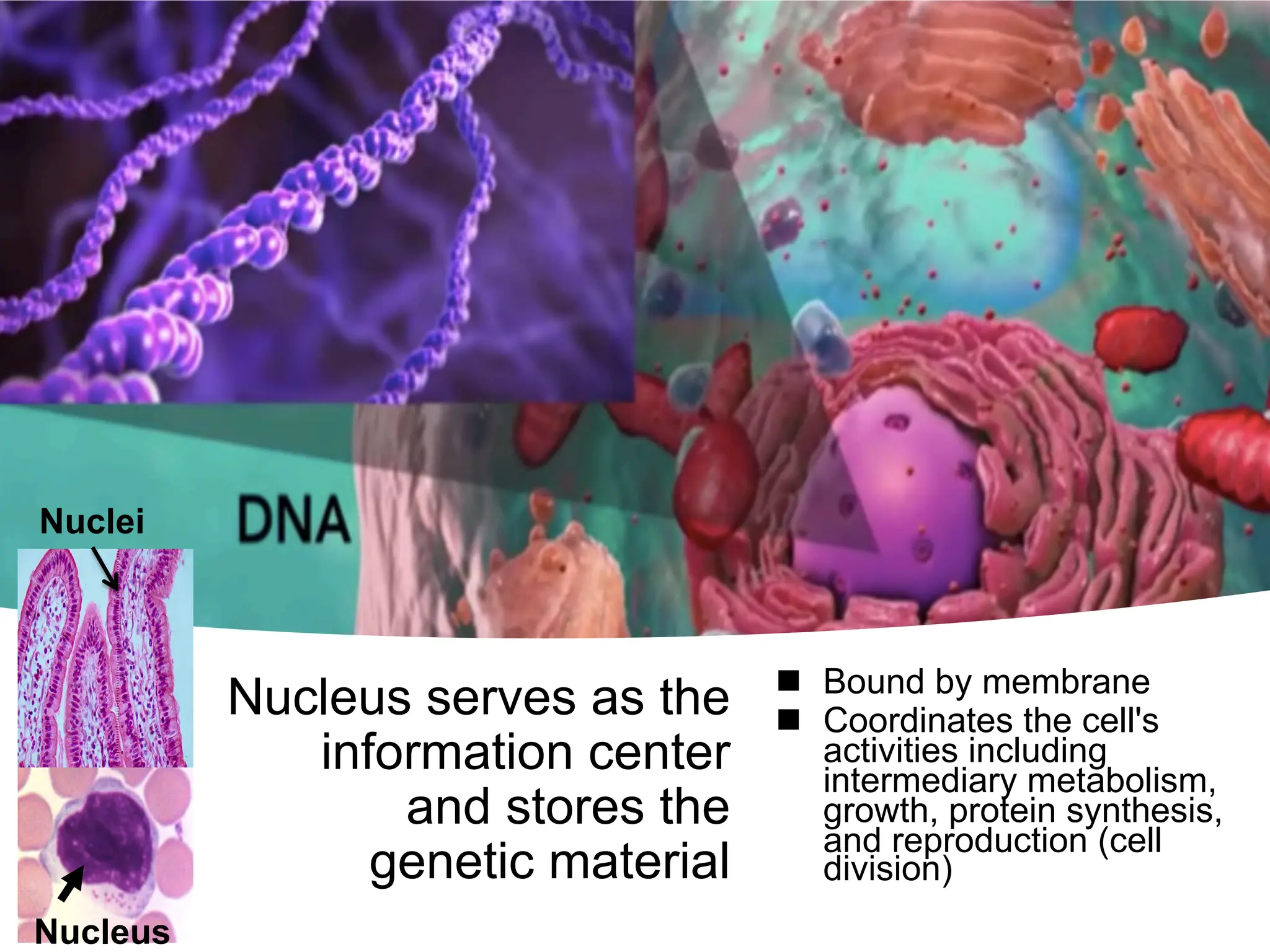 Cell symposium AL 2022 Anatomy and QA Session.pdf