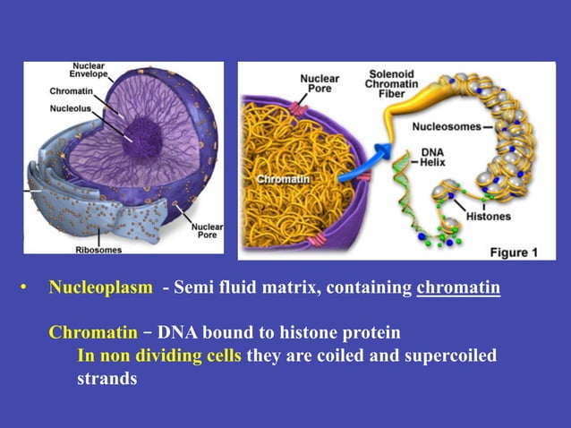 Cell symposium AL 2022 Anatomy and QA Session.pdf