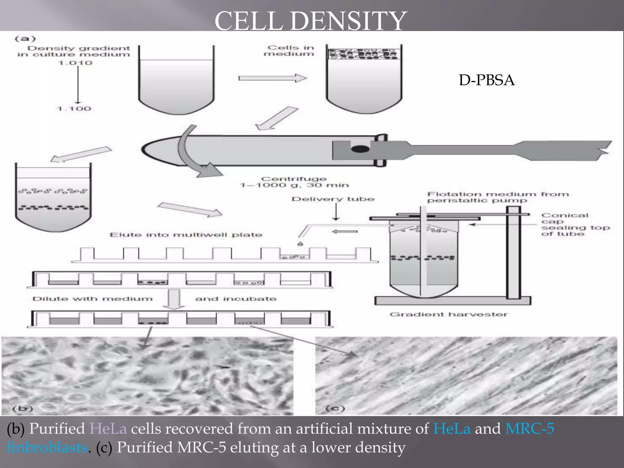 Cell synchronization, animal cell culture | PPTX
