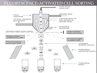 Cell synchronization, animal cell culture | PPTX