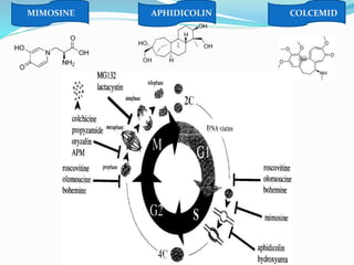 Cell synchronization, animal cell culture | PPTX