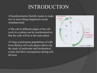 Cell synchronization, animal cell culture | PPTX