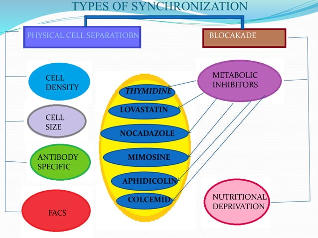 Cell synchronization, animal cell culture | PPTX