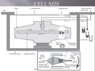Cell synchronization, animal cell culture | PPTX