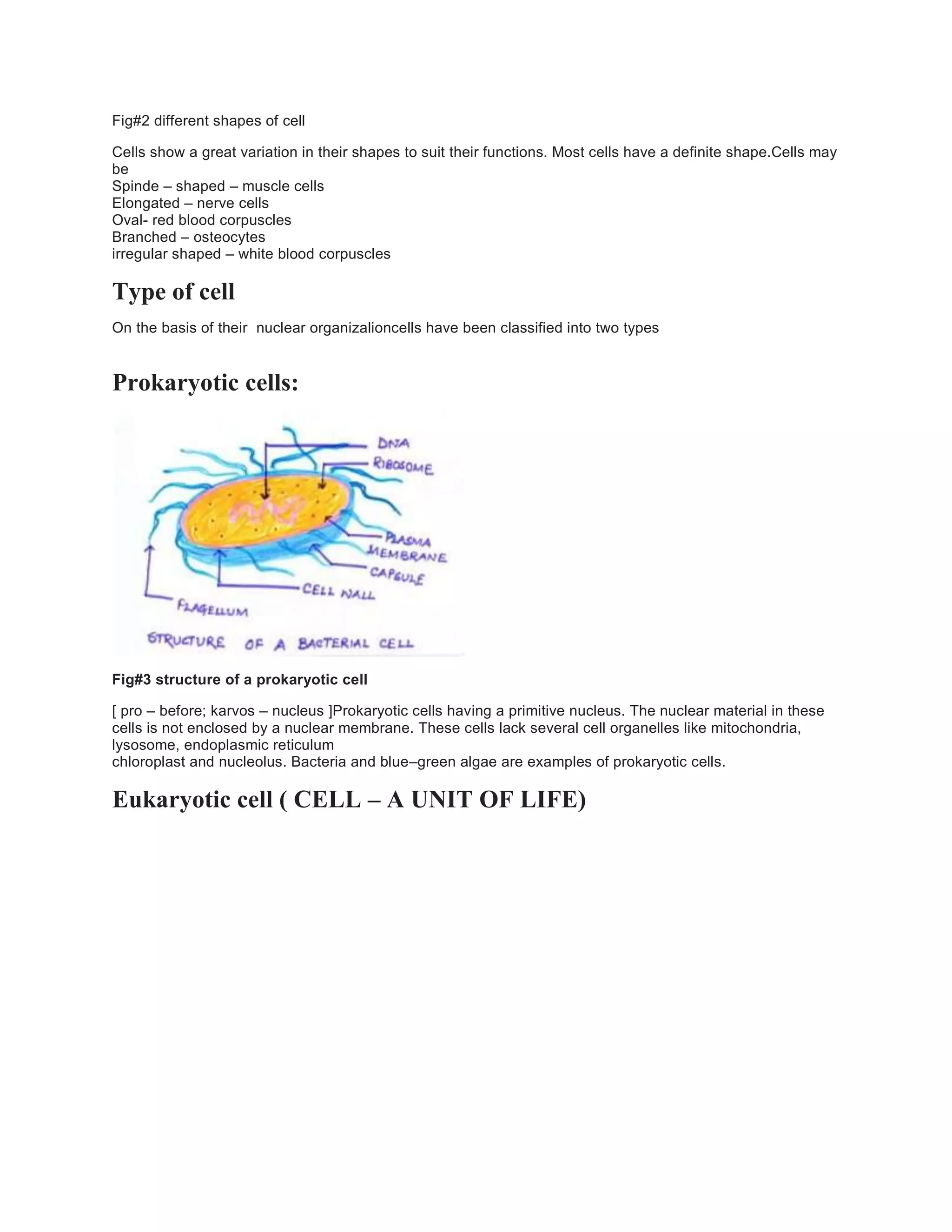 CELL THE BASIC UNIT OF LIFE.docx | Biological Sciences | Science
