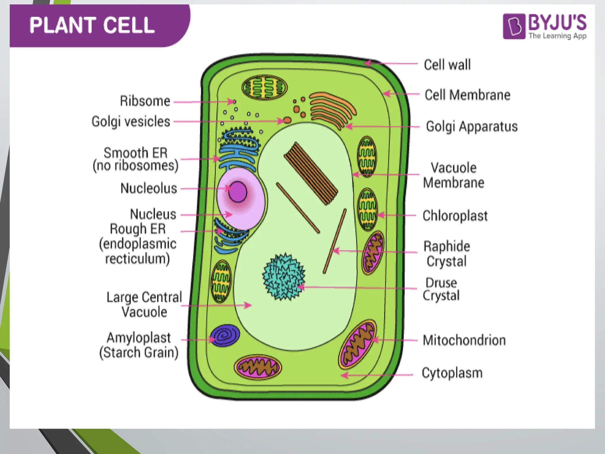 BIOENERGETICS cell: the basic unit of life | PPTX