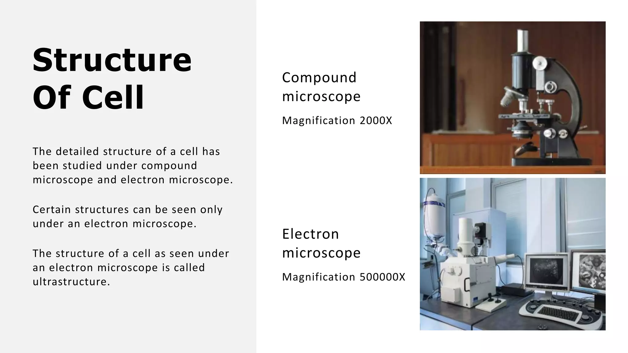 Cell the fundamental unit of life | PDF