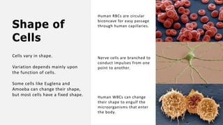 Cell structure and function | PPTX