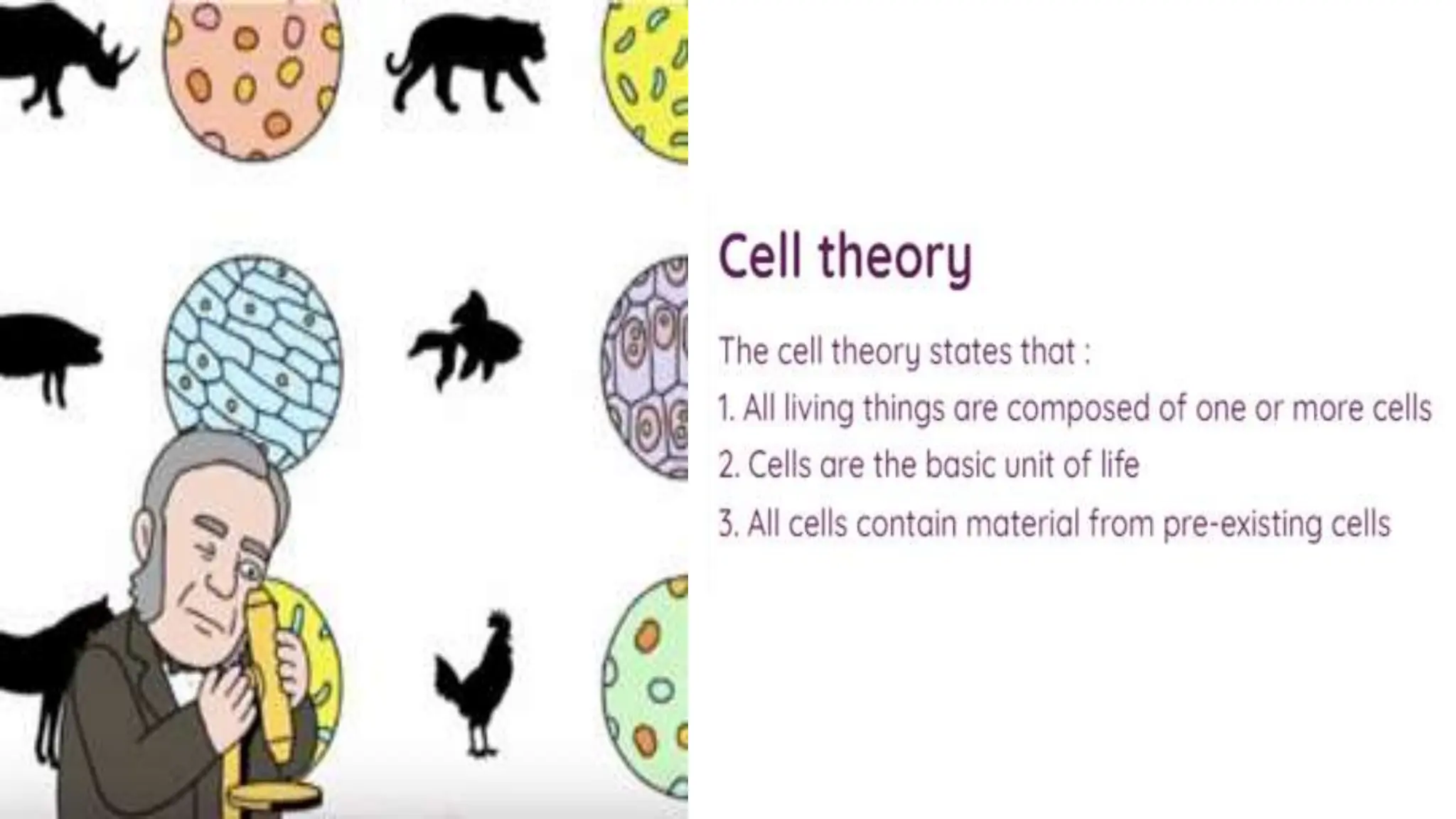 Cell theory how does the cell came from? nd what are the different ...