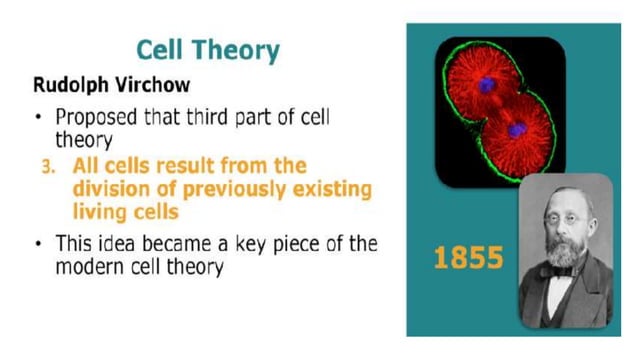 Cell theory how does the cell came from? nd what are the different ...